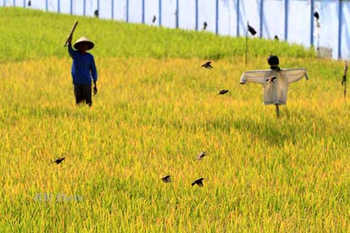» 5 Cara Ampuh Mengusir Burung Hama Padi